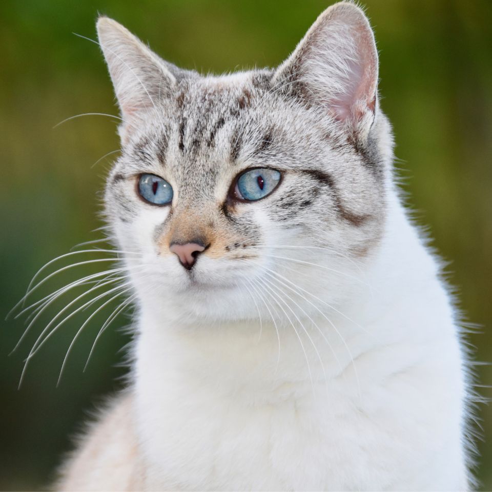 Cat Articles | Paws And Claws Animal Hospital