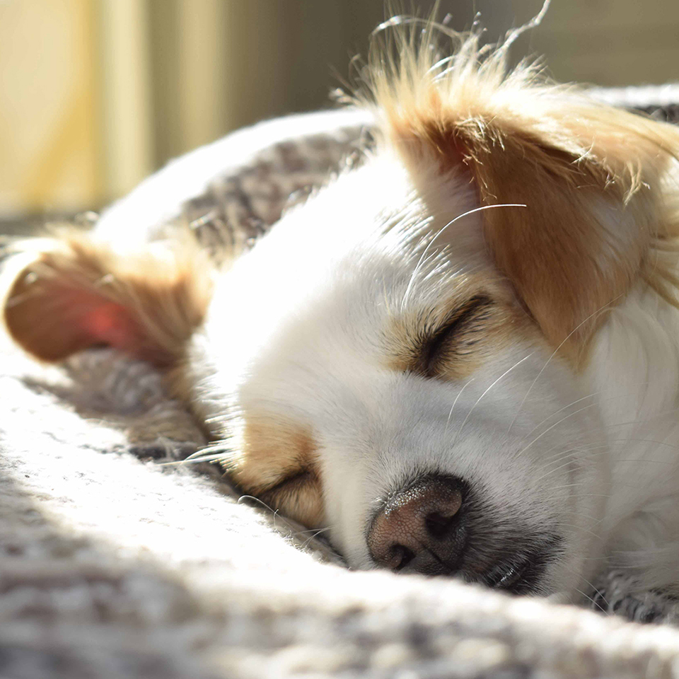 New Client Form | Paws And Claws Animal Hospital