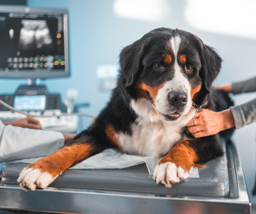 Pet Ultrasound In Lambertville, MI | Paws And Claws Animal Hospital